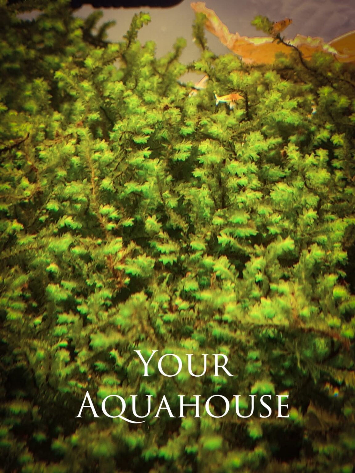 Distichophyllum sp “Rare moss” 50cc | Your Aquahouse