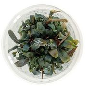 Bucephalandra Brownie Ghost in vitro | Your Aquahouse