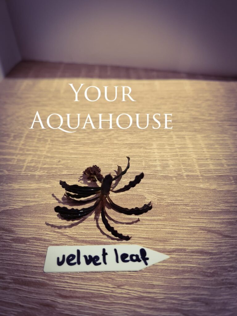 buce velvet leaf | Your Aquahouse