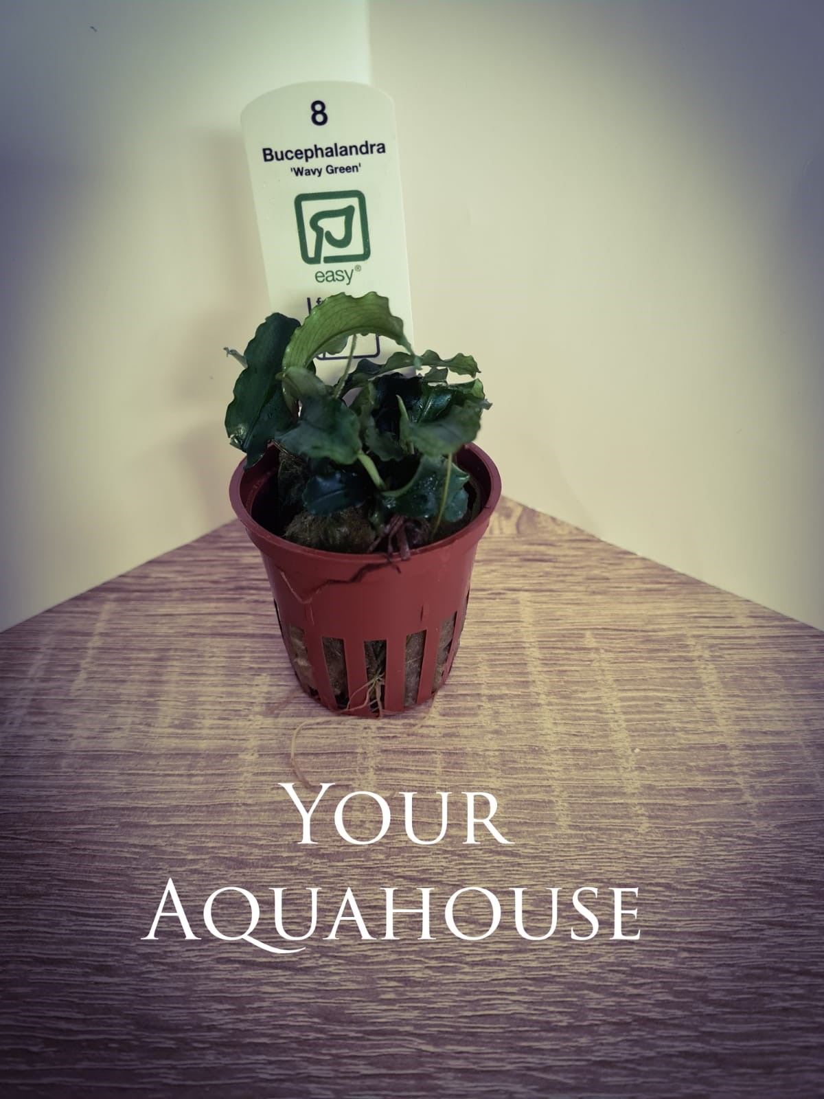 buce wavy green | Your Aquahouse