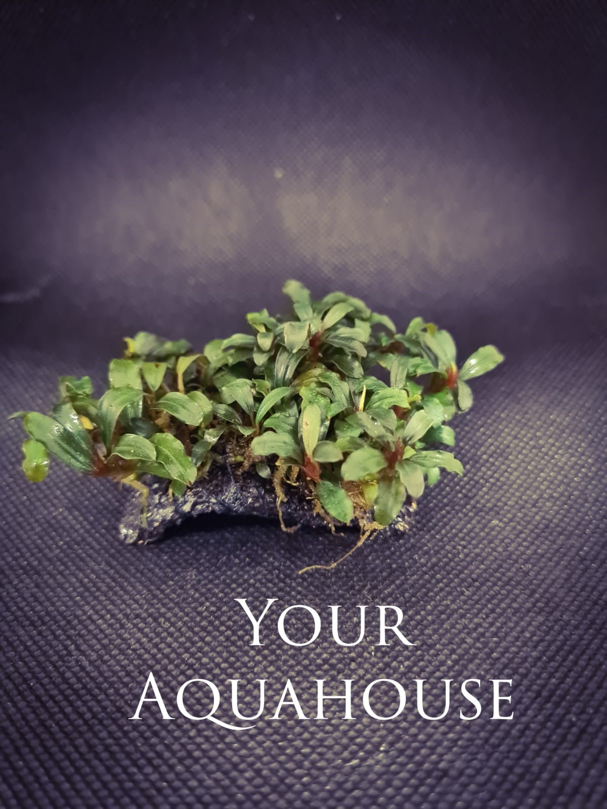 buce mini sekadau | Your Aquahouse