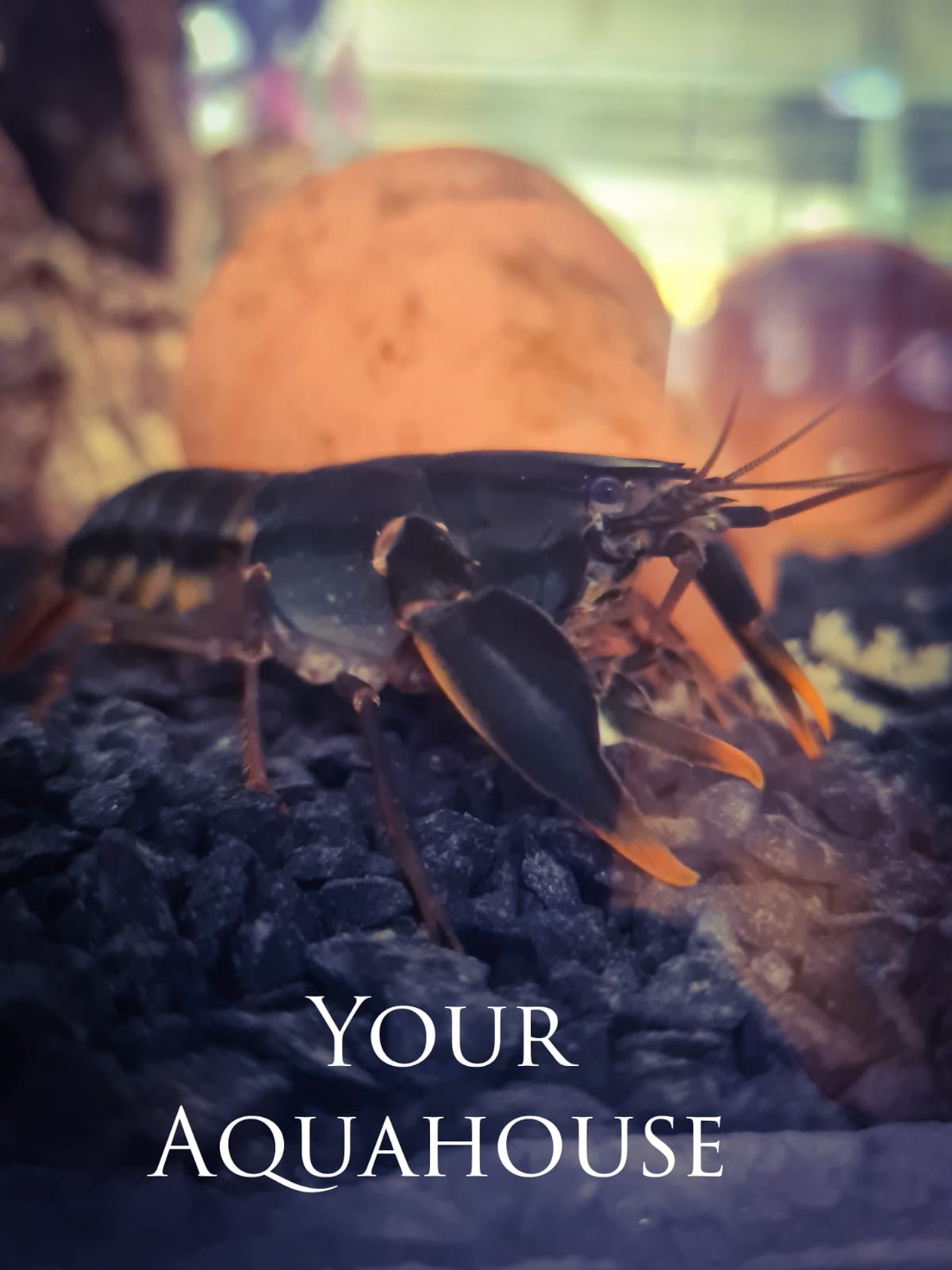 Cherax snowden orange tip | Your Aquahouse