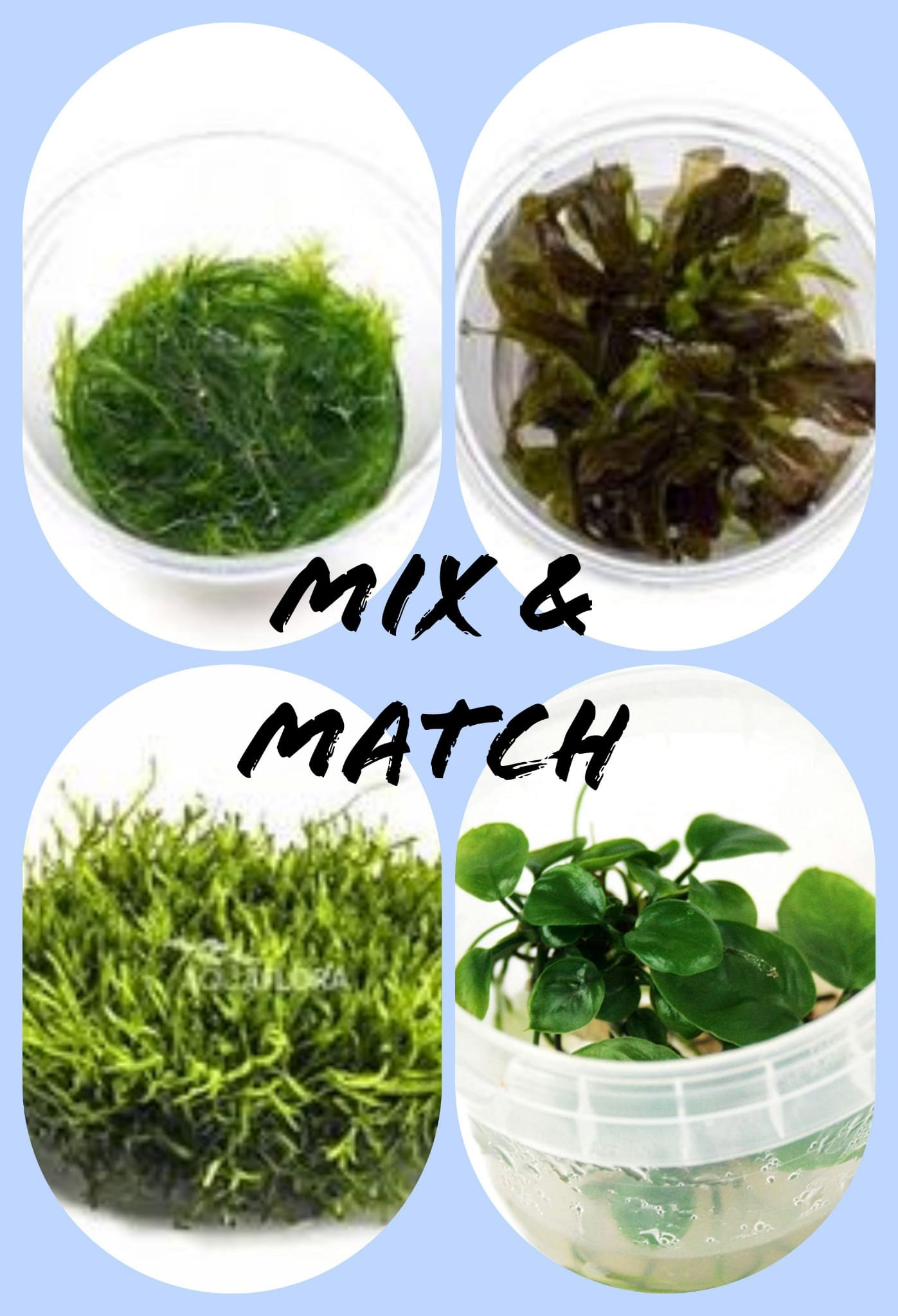 in vitro mix and match | Your Aquahouse