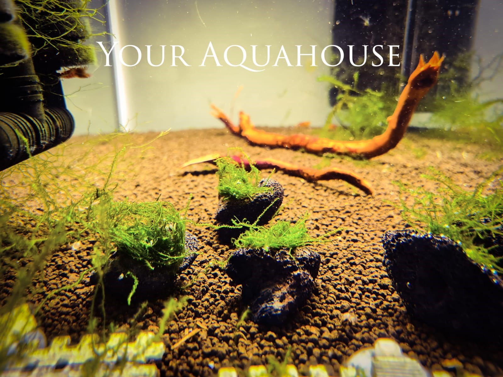 Distichophylum sp. maibarea | Your Aquahouse