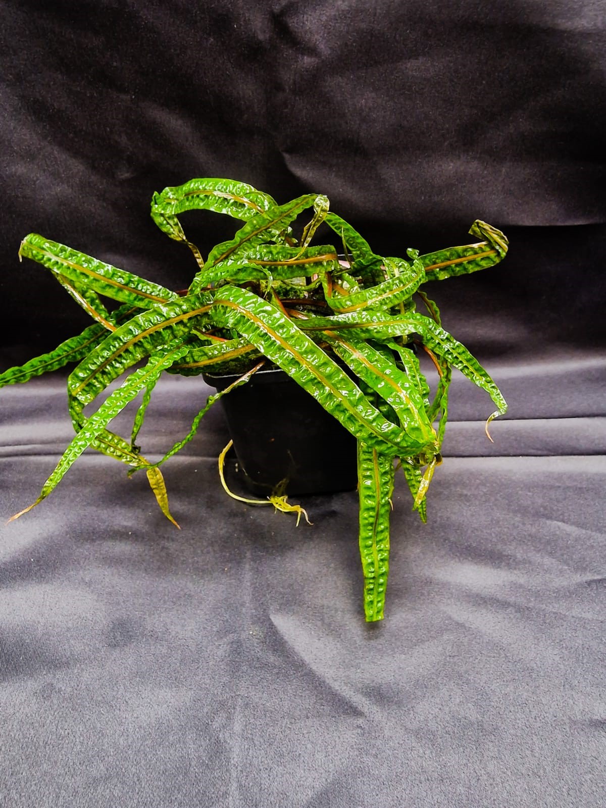 Cryptocoryne balansae moederplant P9 | Your Aquahouse