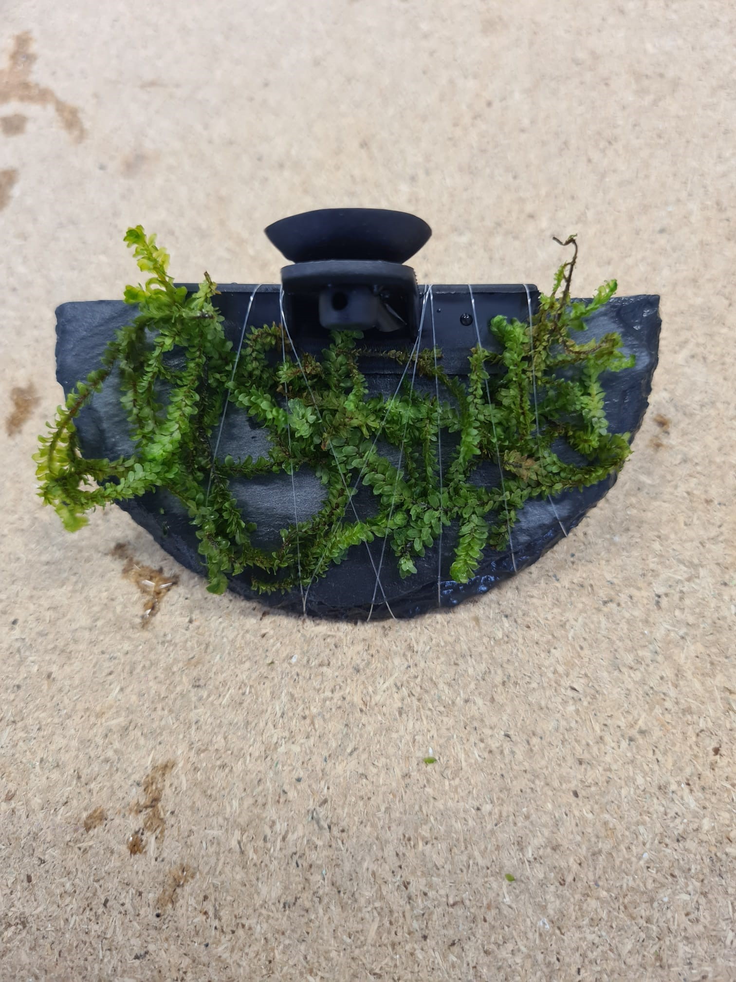 Distichophyllum sp “Rare moss” op half ronde mossledge 10×5 met zuignap ...