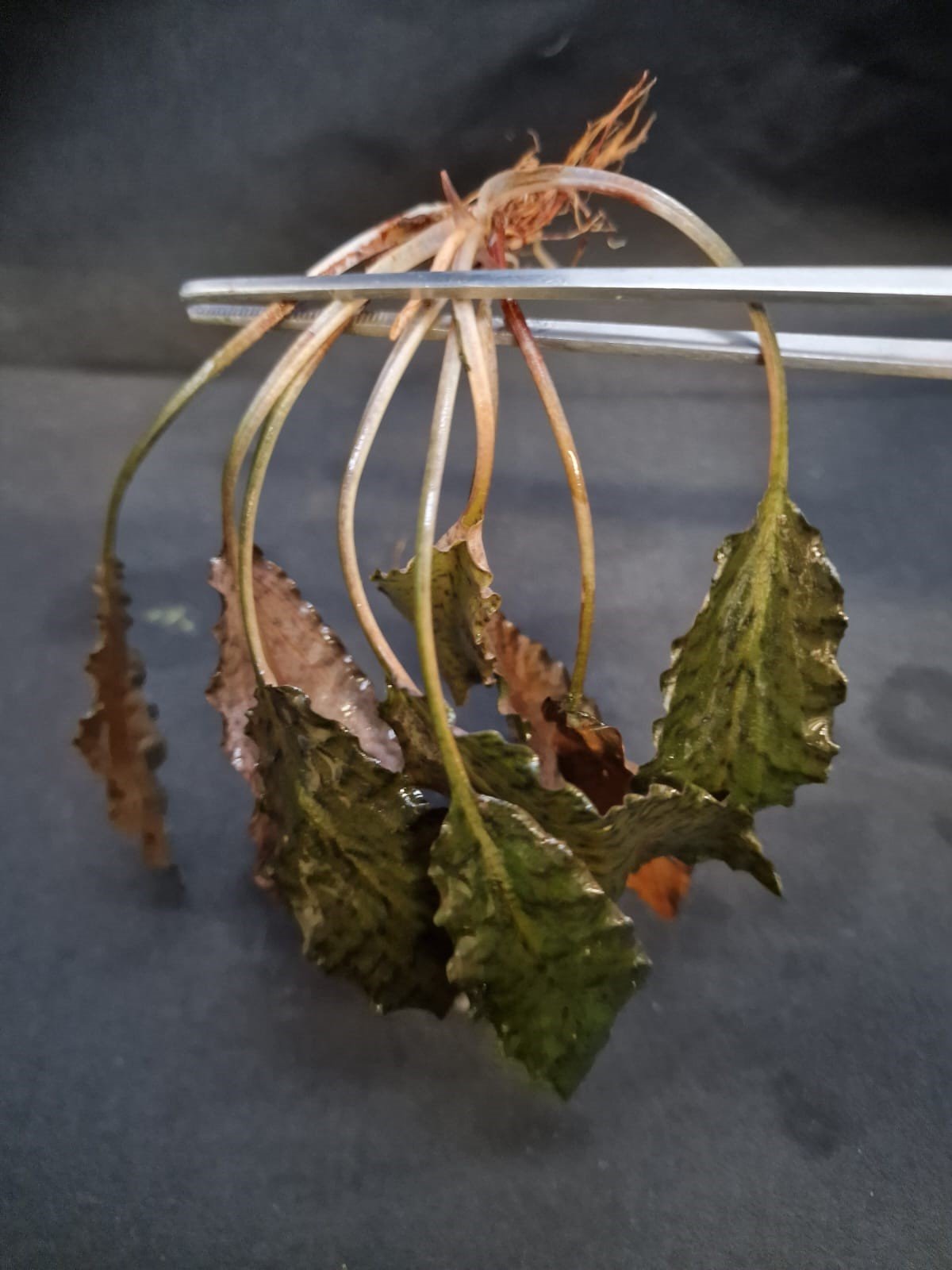 Cryptocoryne Nuri sp | Your Aquahouse