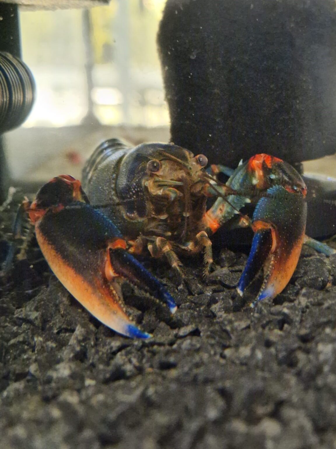 Cherax alyciae Blue kong red claw | Your Aquahouse