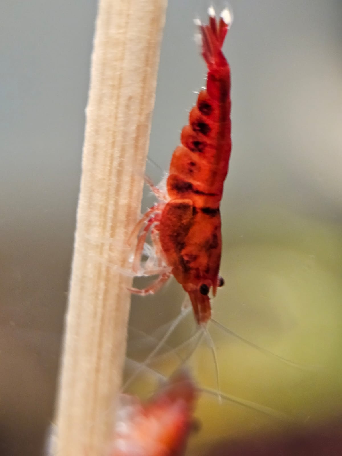 Caridina red ruby extreme | Your Aquahouse