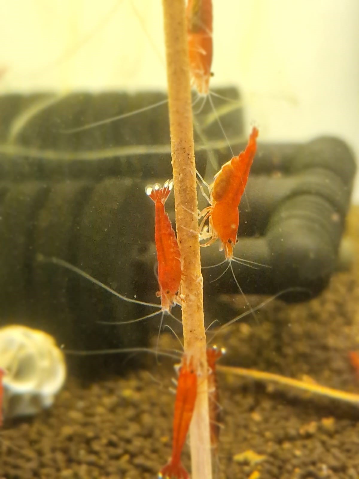 Caridina red ruby extreme | Your Aquahouse