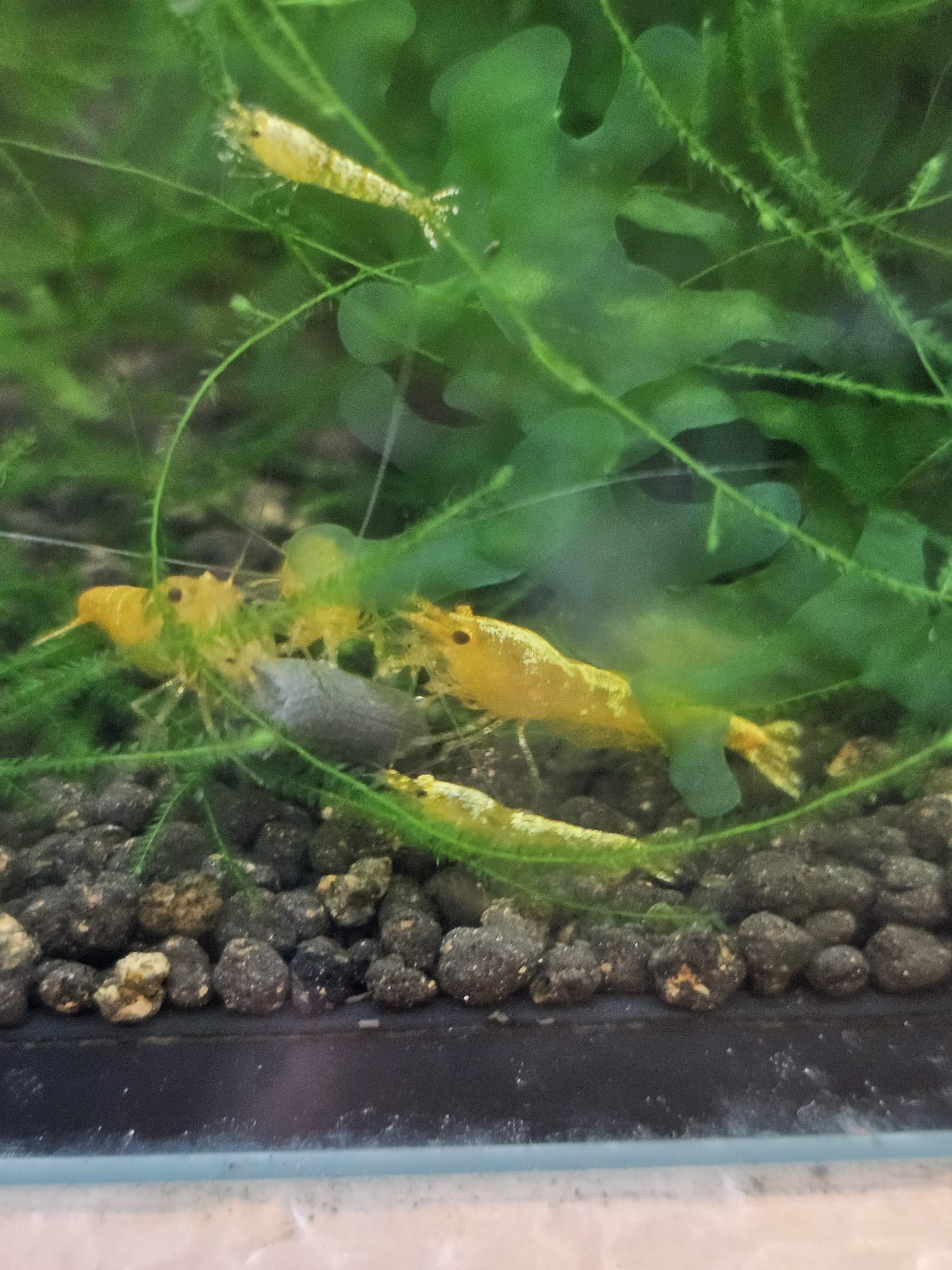 Caridina sp. Yellow fishbone/ pinto | Your Aquahouse