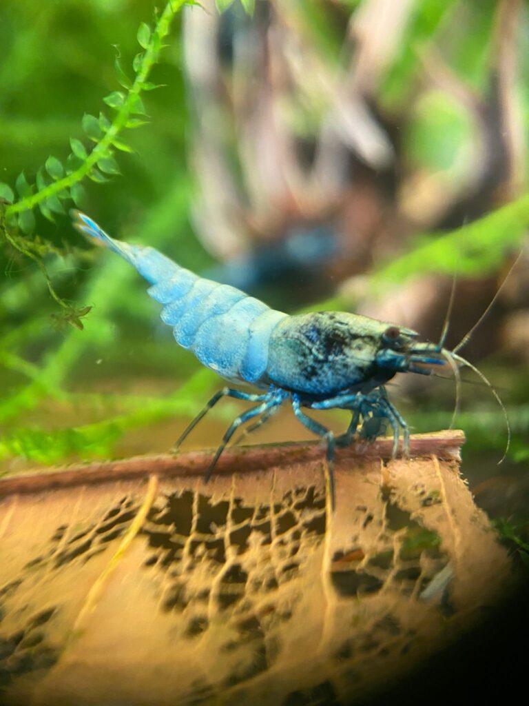 Caridina Blue bolt High grade ( deep blue bolt) | Your Aquahouse