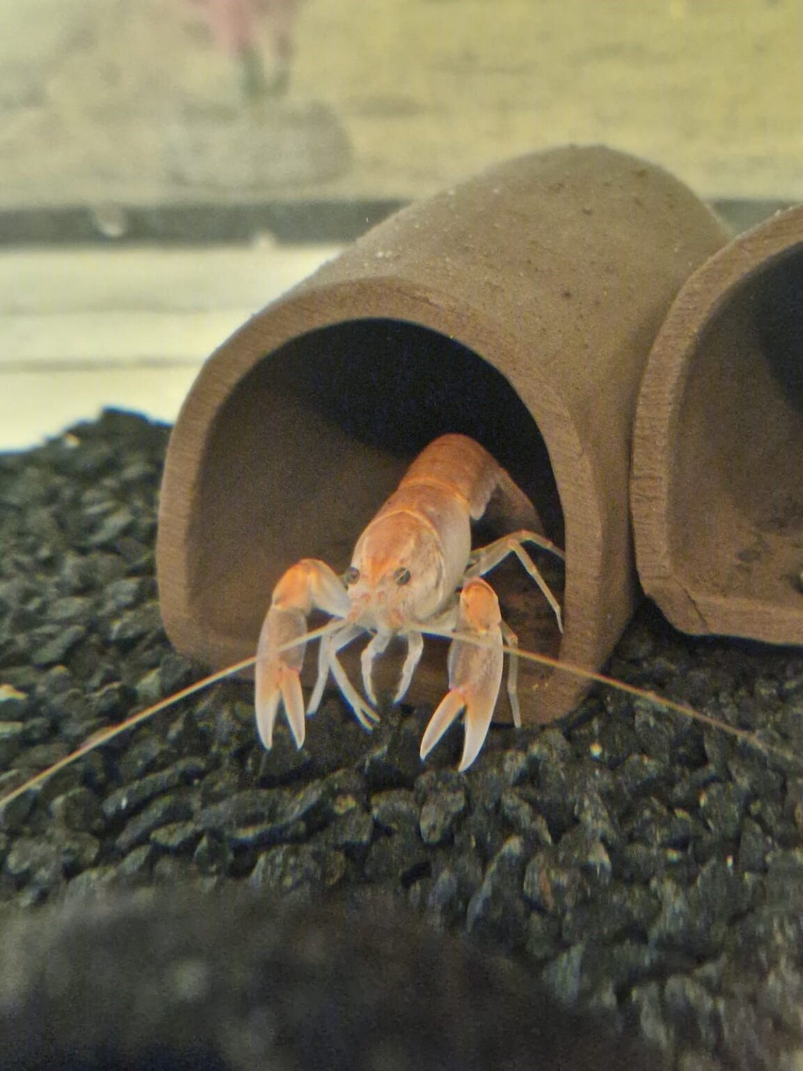 Cherax destructor sp. vulcano | Your Aquahouse