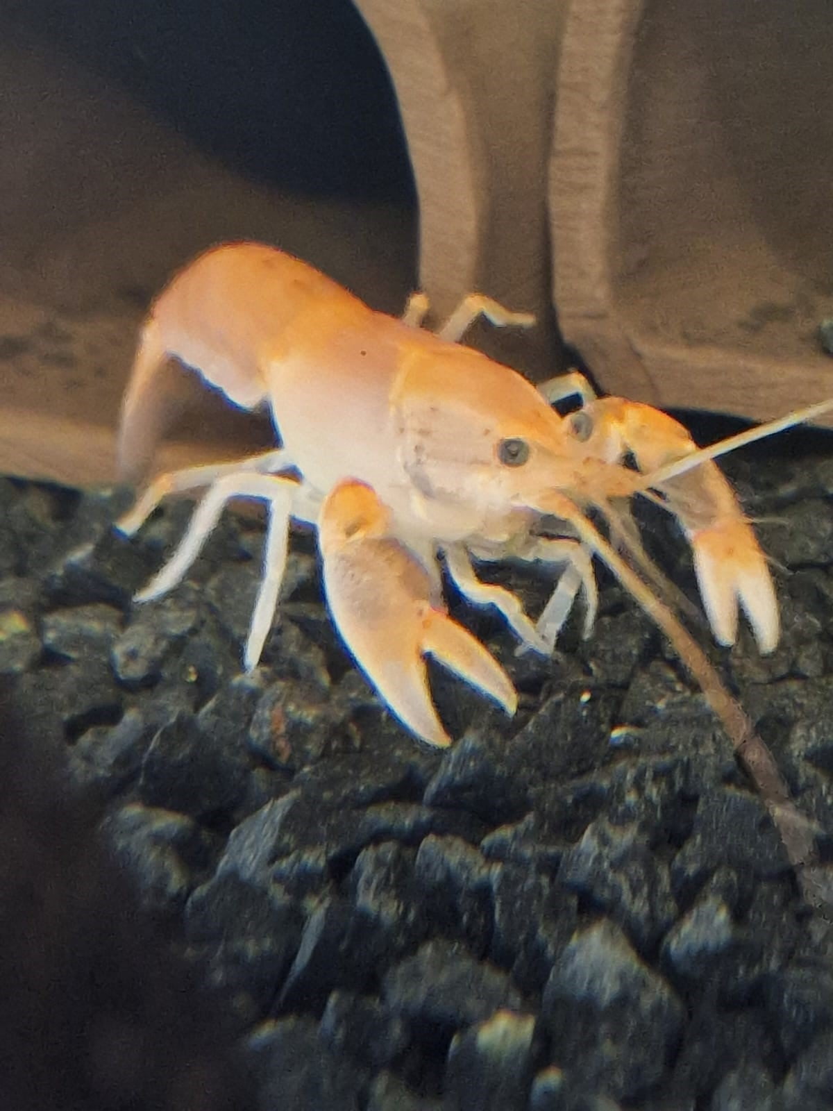 Cherax destructor sp. vulcano | Your Aquahouse