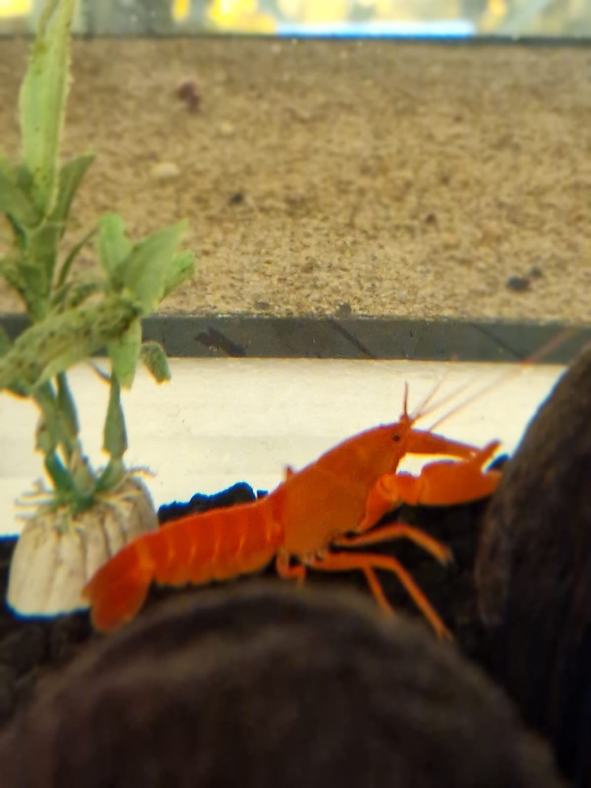 Cherax snowden sp. super orange | Your Aquahouse