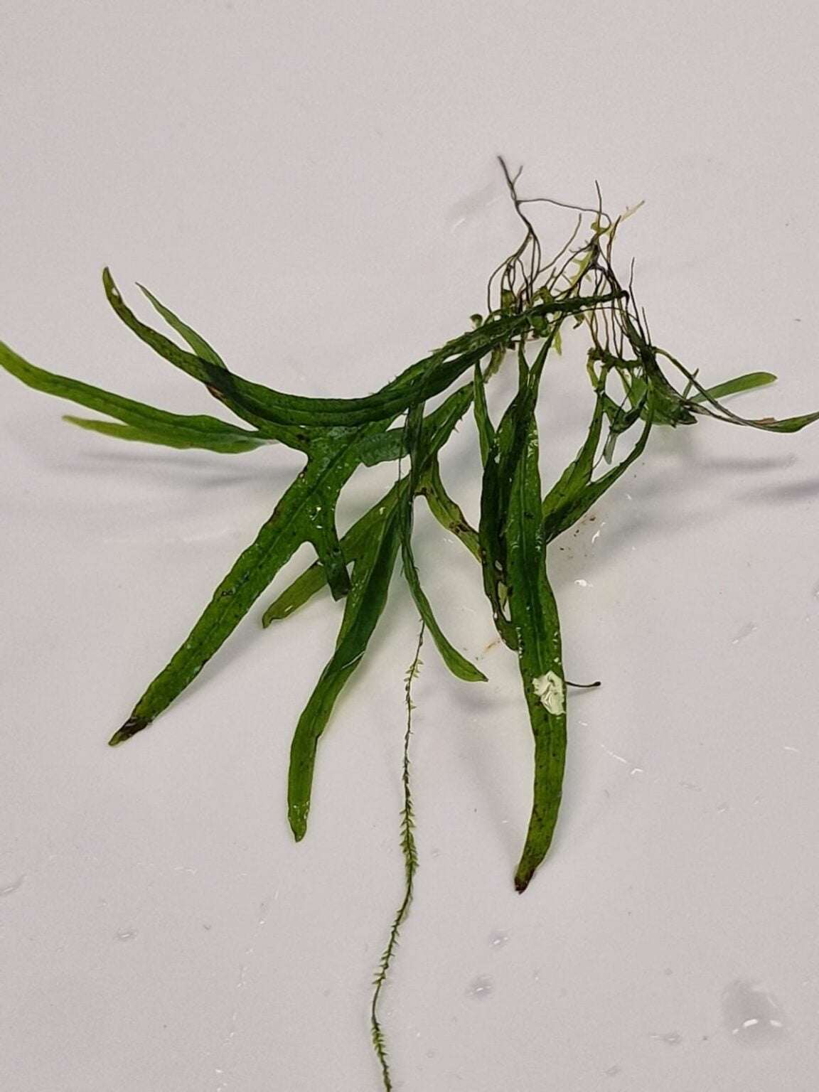 Microsorum Pteropus mini trident stek | Your Aquahouse