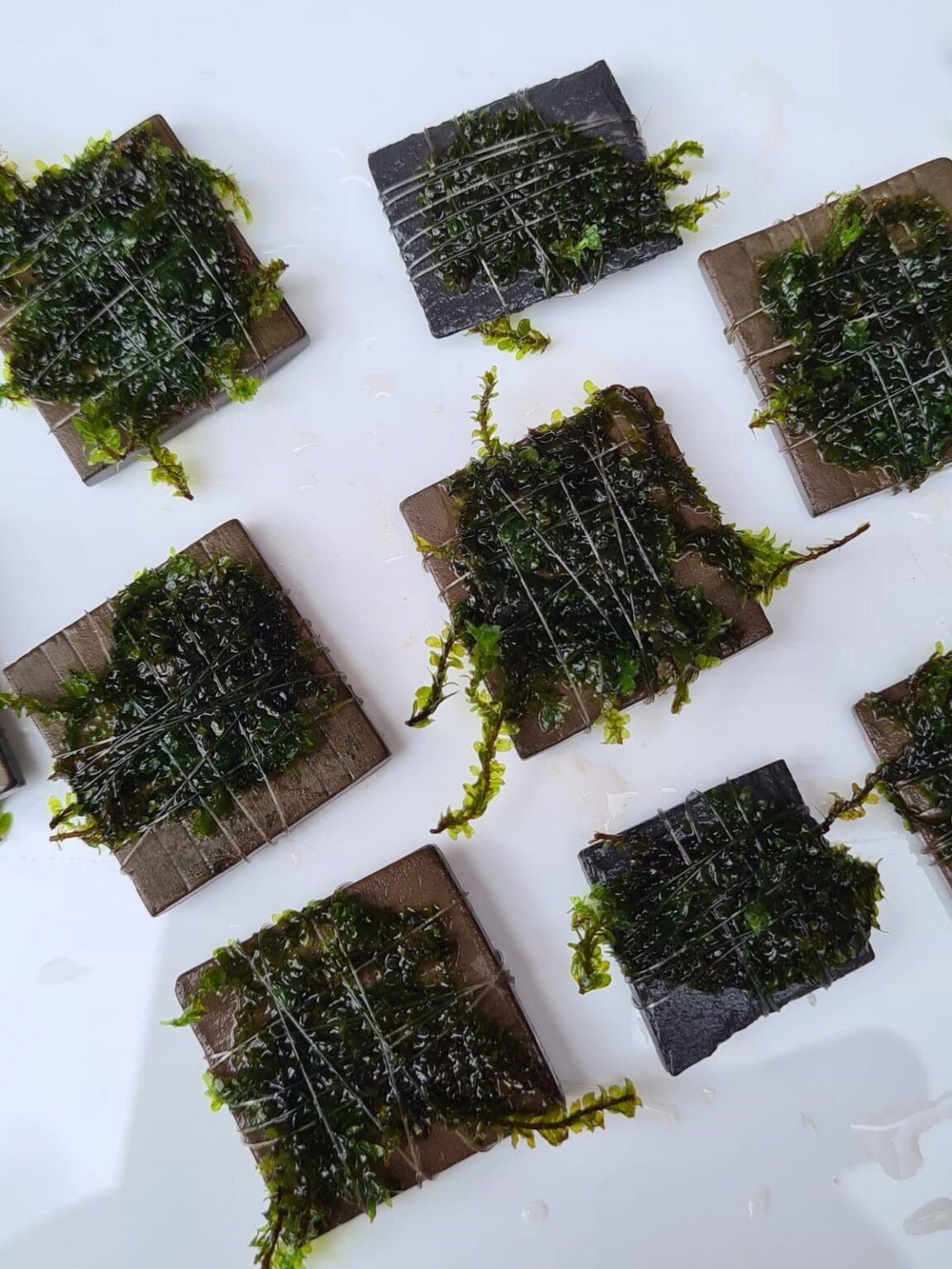 Distichophyllum sp “Rare moss” opgebonden op steentje | Your Aquahouse