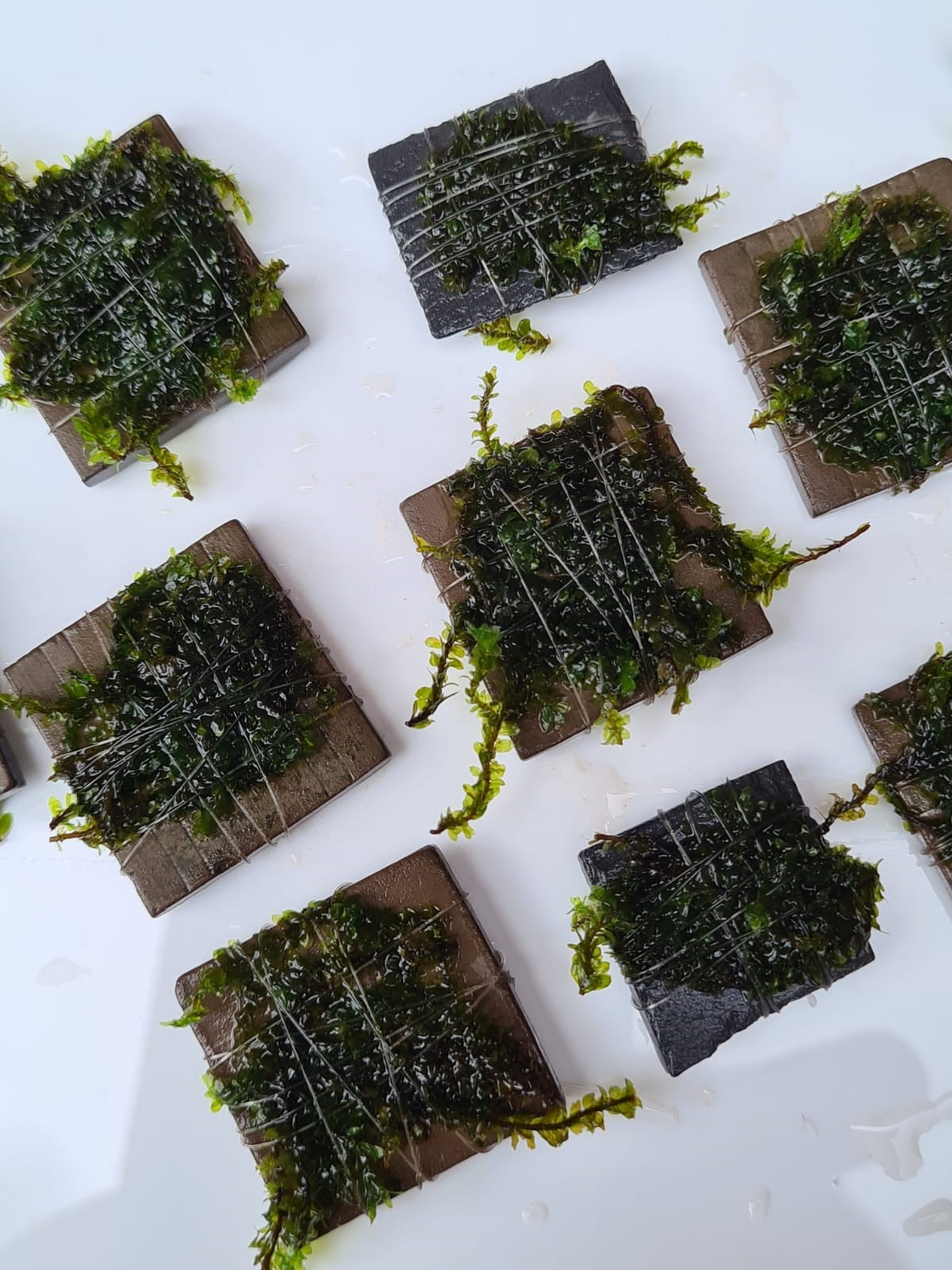 Distichophyllum sp “Rare moss” opgebonden op steentje | Your Aquahouse