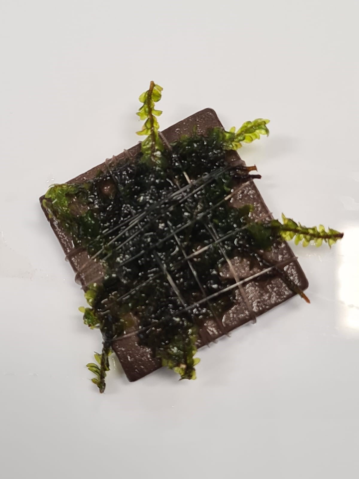 Distichophyllum sp “Rare moss” opgebonden op steentje | Your Aquahouse