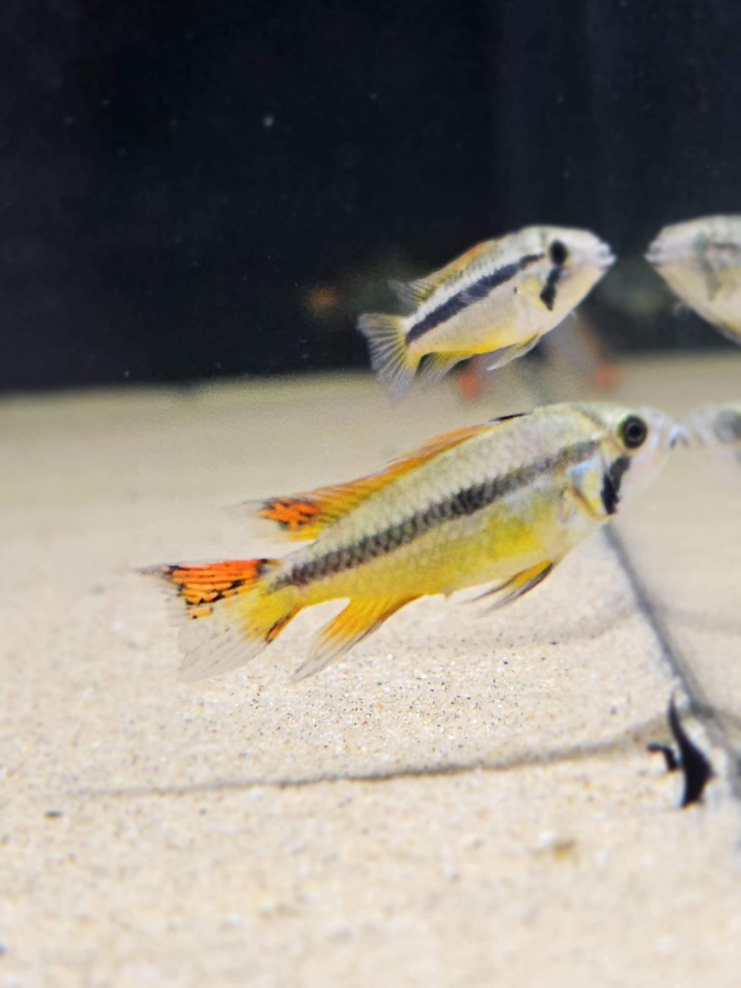 Apistogramma cactuoides | Your Aquahouse