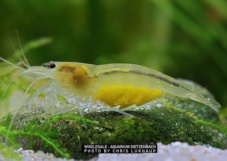 Caridina multidentata “yellow” | Your Aquahouse